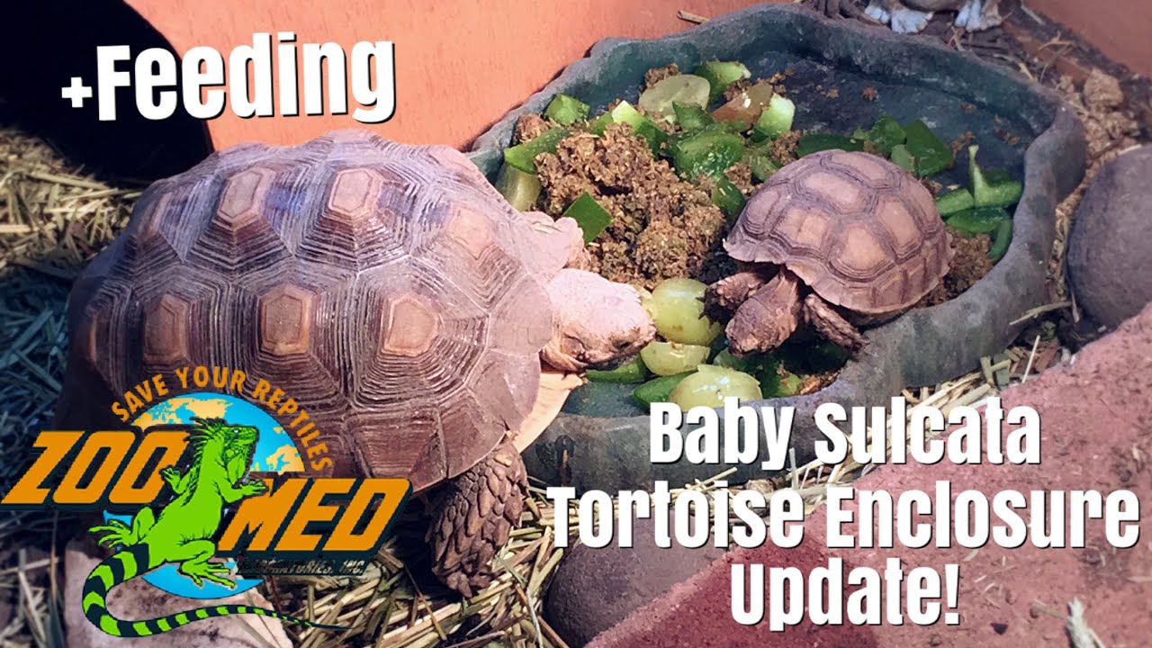 Sulcata Tortoise Enclosure Update & Feeding (New Setup)