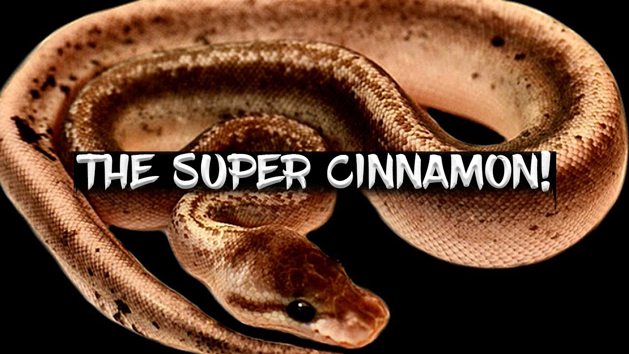 The Potential of the Super Cinnamon Ball Python!