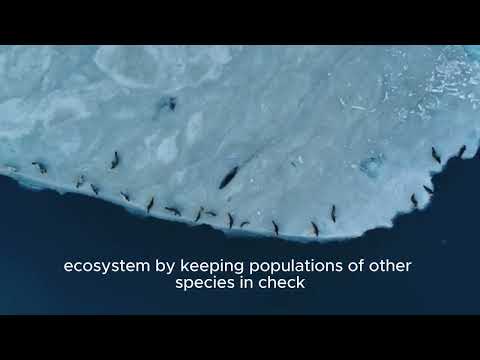Fun Facts about Shark