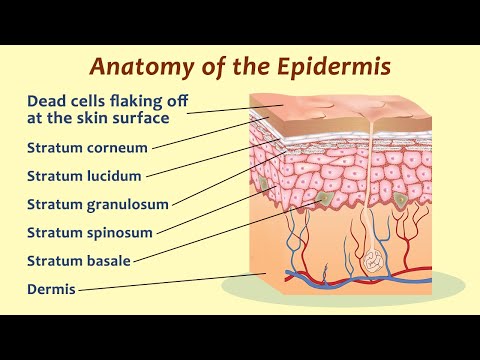 5 Layers of the Epidermis of Skin and mnemonics to remember them