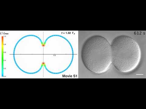 The process of cytokinesis