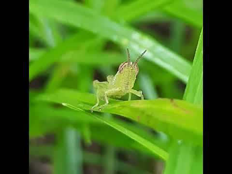 Tiny-Nymph Grasshopper-207th. #tiny #green #grasshopper #nymph #plural #eyes #antenna #birdsounds
