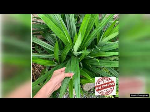 Pandanus leave Asian cooking herb Live Plant Pandanus amaryllifolius eBay Review
