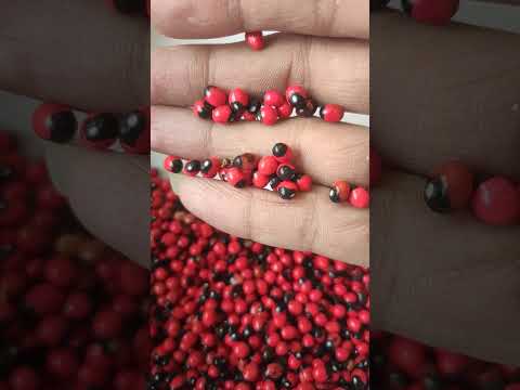 Abrus Precatorius - Rosary Pea Latest Price, Manufacturers & Suppliers