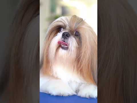 Beautiful Shih tzu Grooming ✂️❤️Long hair to Short hair!