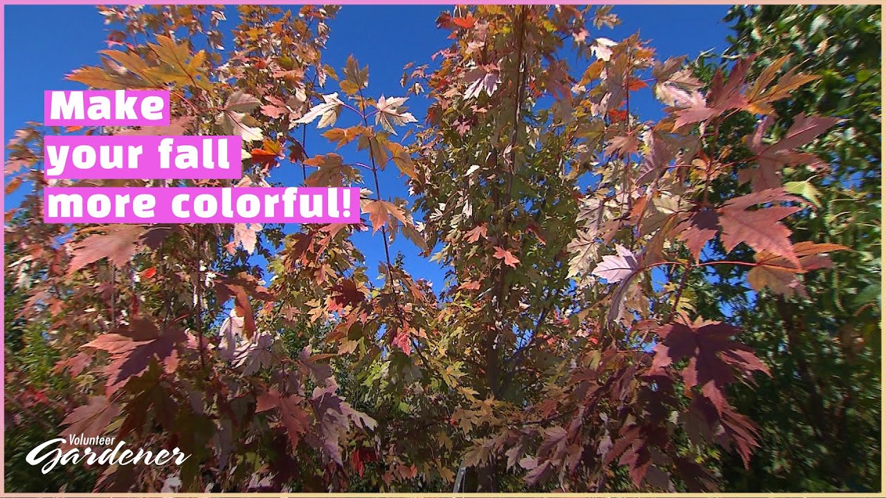 Trees for Fall Color | Volunteer Gardener