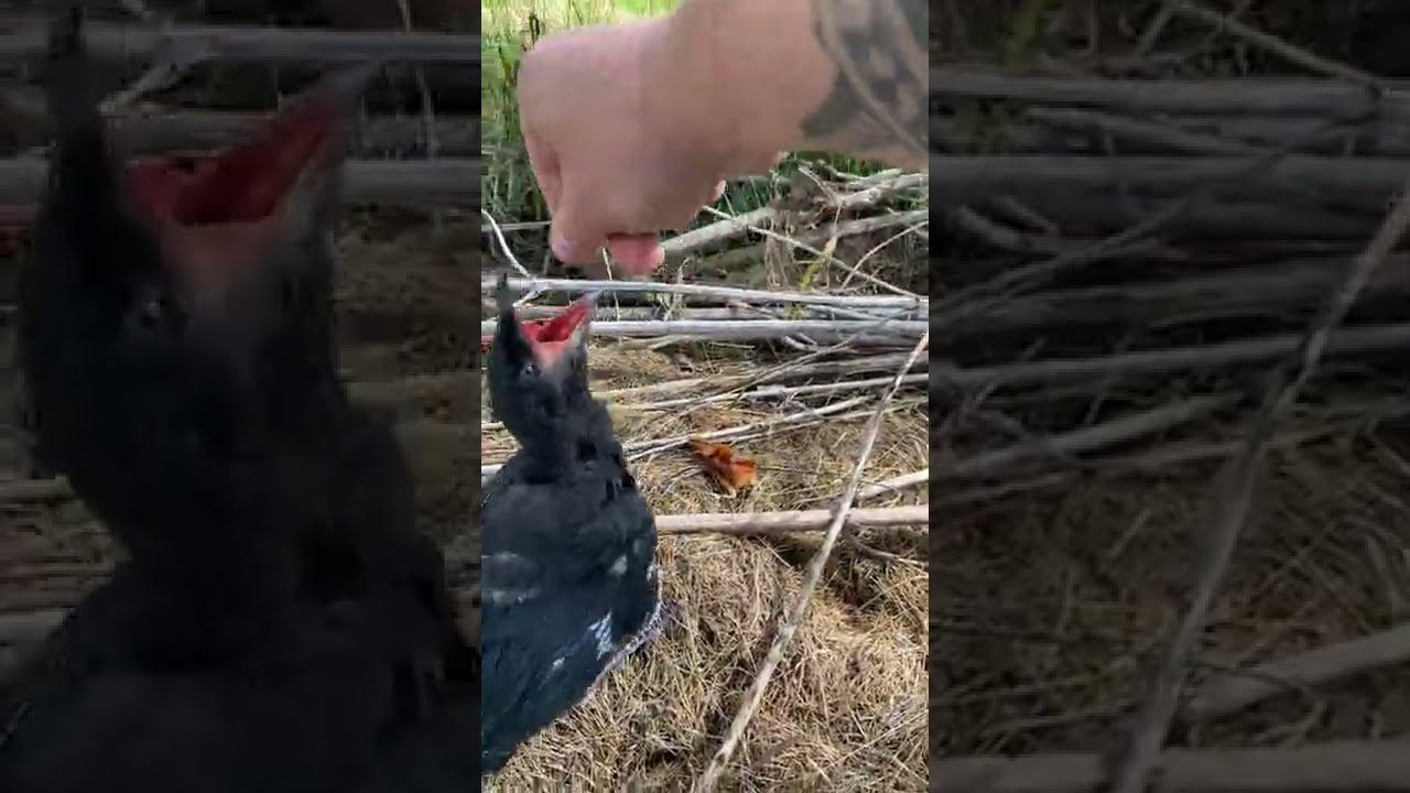 Orphaned Baby Crow discovered in my back yard! His name is Mac The Crow.