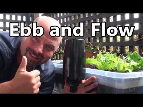 Simple, Cheap DIY Hydroponics Ebb and Flow Growing System