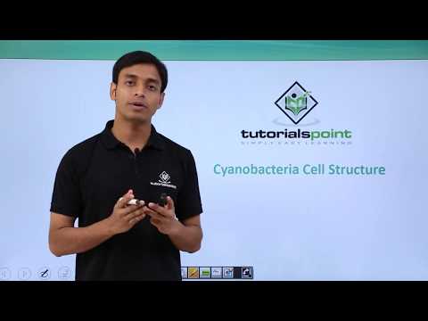Class 11th – Cyanobacteria - Cell Structure | Biological Classification | Tutorials Point