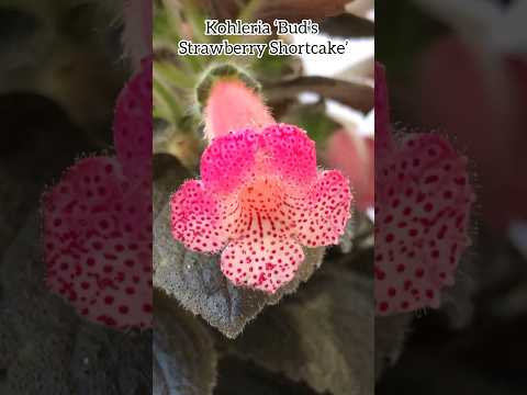 Kohleria ‘Bud’s Strawberry Shortcake’ #gesneriad #gesneriaceae #flowers #indorplants #fleurs #plant