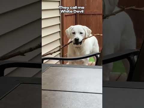 Ernies nicknames!! #ernie #labrador #cute #pets #dog