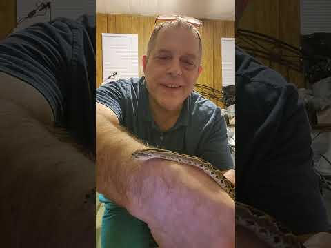 Rattlesnake needs a name!!! #rattlesnakes #venomous