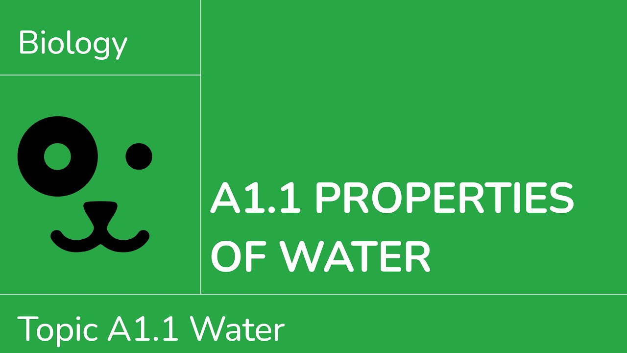 A1.1 Properties of Water [IB Biology SL/HL]