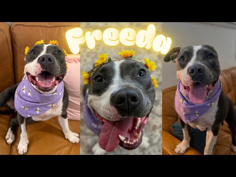 Dog for adoption - Freeda Sunshine, a Pit Bull Terrier in Philadelphia ...