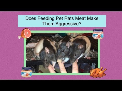 Does Feeding Pet Rats Meat make them Aggressive?