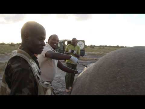 Treating icon 'Tim' | Sheldrick Trust