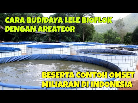 CARA BUDIDAYA LELE BIOFLOK DENGAN AREATEOR || BESERTA CONTOH OMSET MILIARAN DI INDONESIA