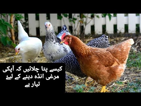 How to Know When Your Chicken is near to Lay || Signs of Egg Laying Hen