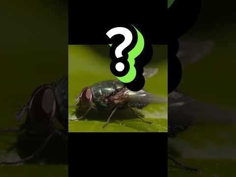 Which stage of insect development is most useful for estimating the postmortem interval?