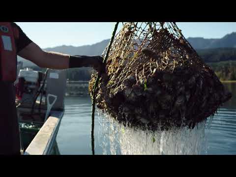 Buy BC - Oysters