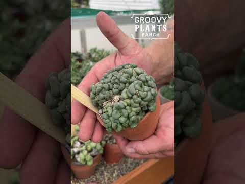 Collection House Tour : Succulent Solstice Preview!