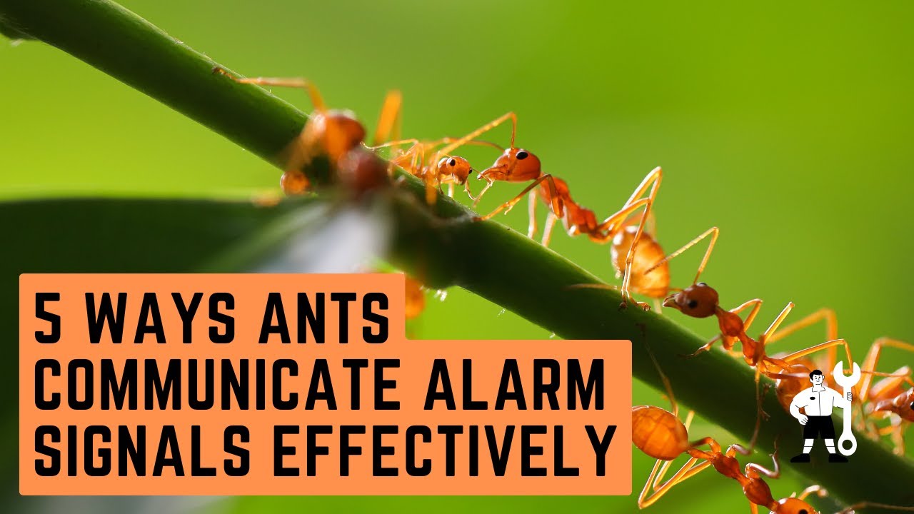 5 Ways Ants Communicate Alarm Signals Effectively