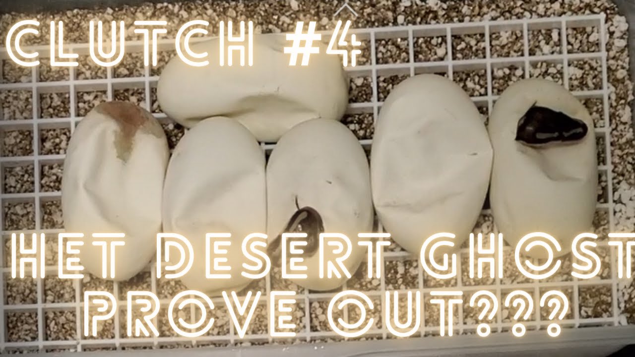Ball Python Clutch #4: Egg Cutting. Desert Ghost