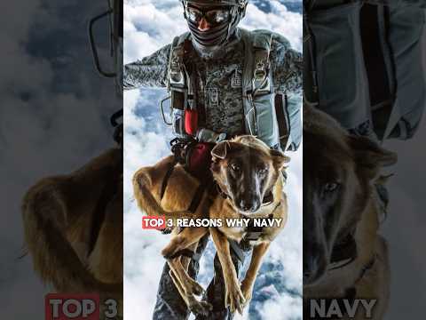 Top 3 reasons why Navy Seals only use Belgian Malinois dogs #shorts #dogs #doglover #pets