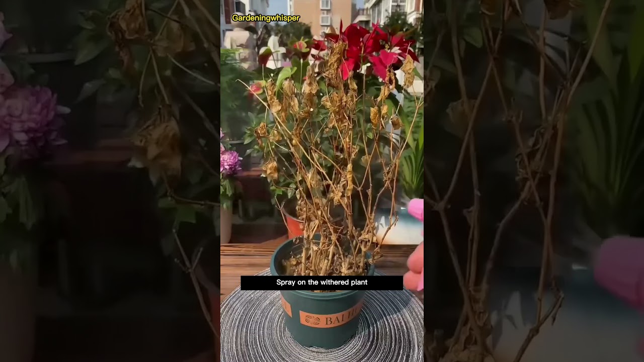 Revive Dead Plants in 2 Days with Rice, Baking Soda & Vinegar 🌿💧||#gardening #flowers #shorts