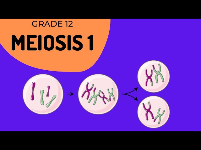 Understanding Meiosis 1 Crossing Over And Phase Identification Galaxy Ai Galaxy Ai