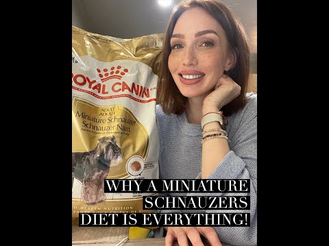 Miniature schnauzer concerns and why diet is SO important