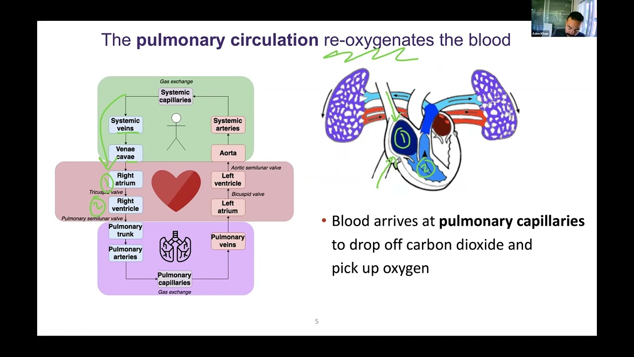 Ch23 Blood Vessels Circulatory Pathways (slides 1-6) - Pulmonary Circulation