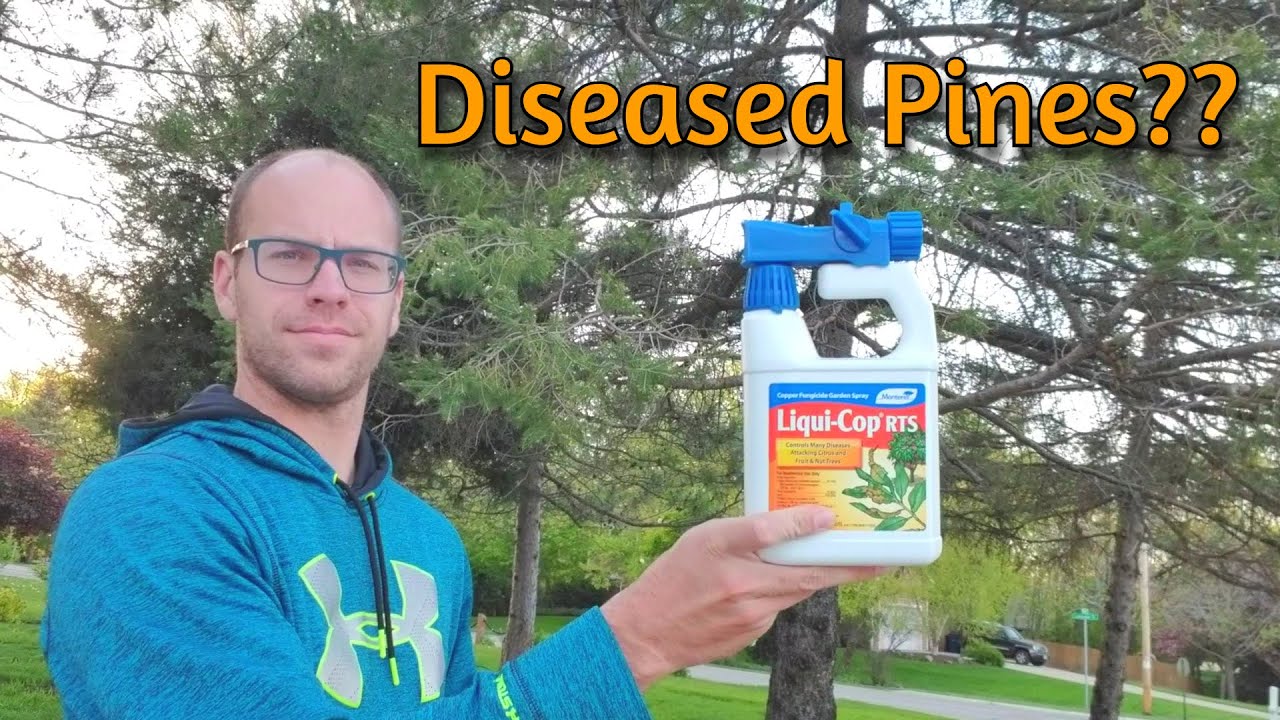 How to Save Your Diseased Pine Trees