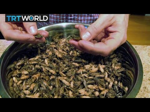 Edible insects increasingly popular in the UK | Money Talks