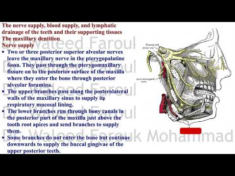 Dental 10 Nerve supply, Blood supply, & Lymphatic drainage