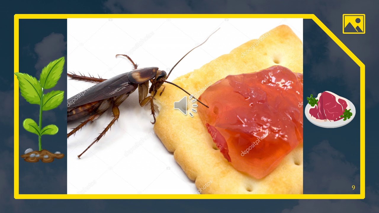 Blattodea Cucarachas 11°A VIDEO