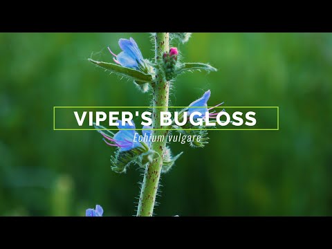 Viper's Bugloss