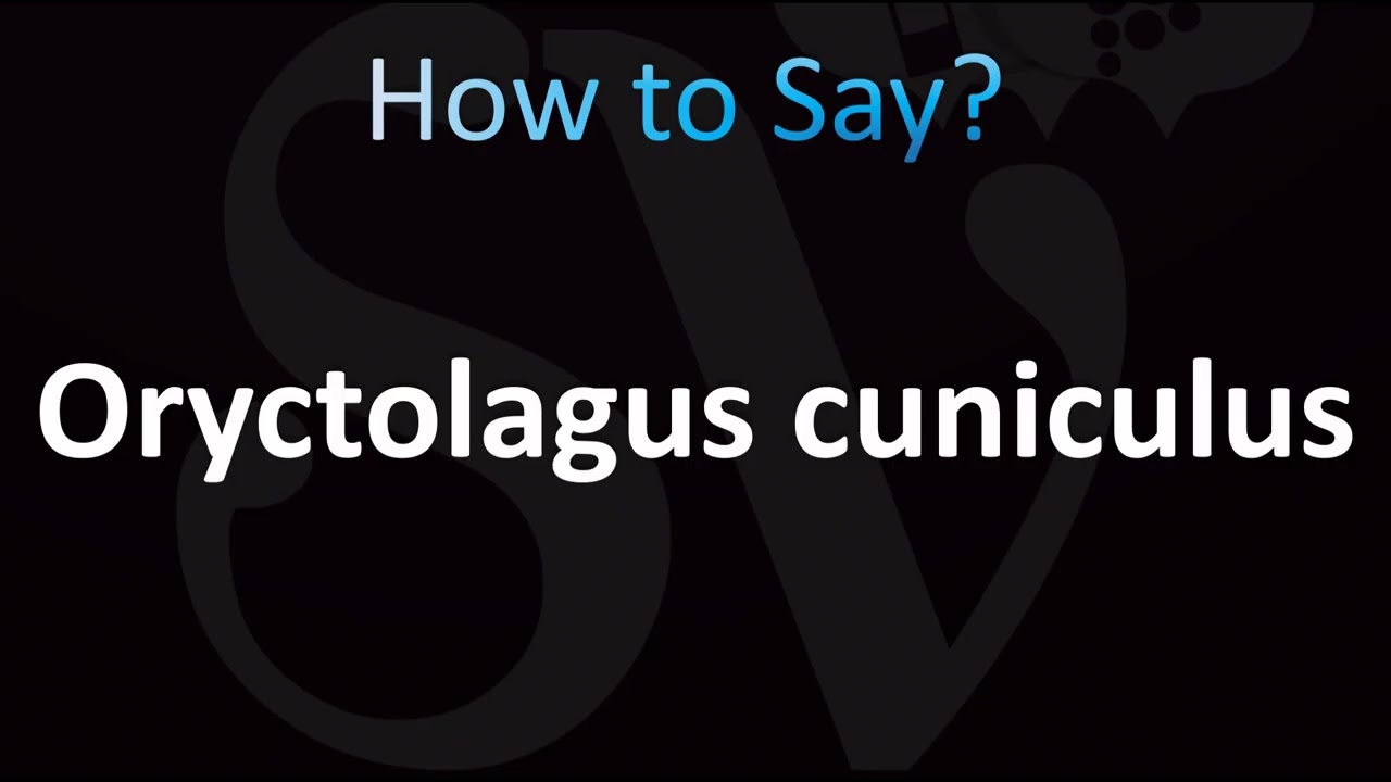 How to Pronounce Oryctolagus cuniculus (CORRECTLY!)