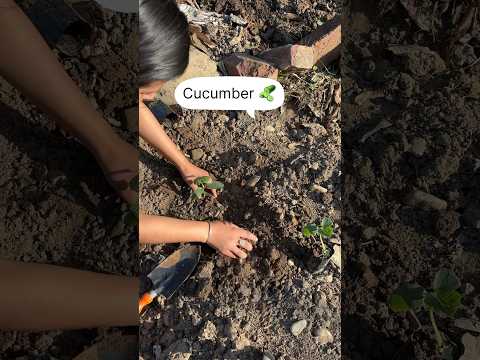 Backyard transformation into vegetable garden Part-2 #youtubeshorts #viral #vegetablegarden #shorts