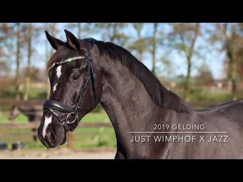 2019 Gelding Just Wimphof x Jazz