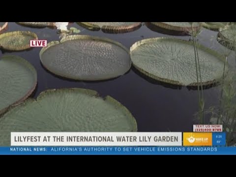 Discover different types of lily pads at Lilyfest