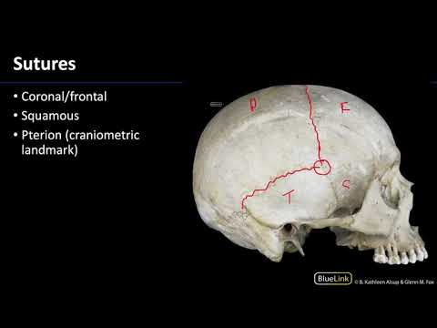 MSK Lab 1 Station 8 - Sutures