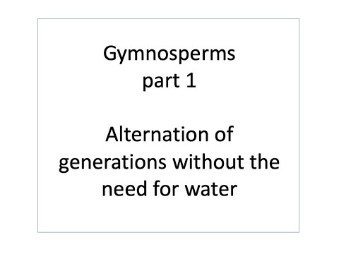 Gymnosperms, part 1