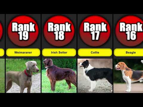 Top 30 Smartest Dog Breeds | Dog List
