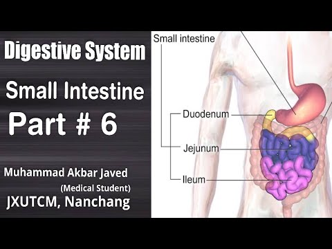 Small intestine and Functions - Duodenum - Jejunum - ileum - Digestive System Part 6