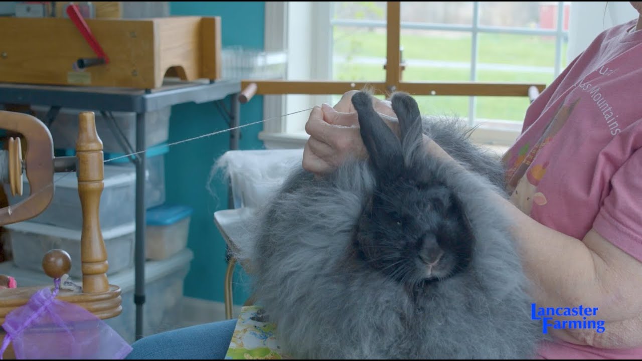 Spinning Yarn Straight from an Angora Rabbit