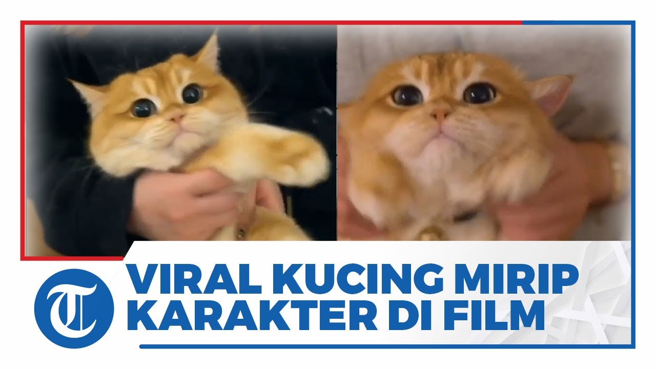 Viral Video Kucing Oren Mirip Karakter di Film Shrek Jadi Selebriti ...