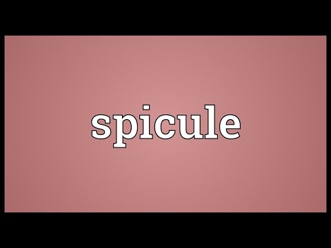 Spicule Meaning