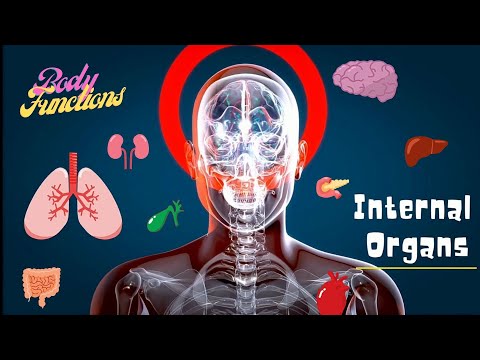 Human Body - Science for Kids- Internal Organs and Functions- Human Body Systems Functions
