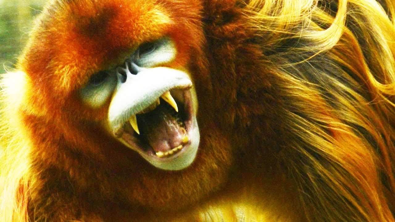 Documentaire | Ceci n’est pas un singe mort-vivant